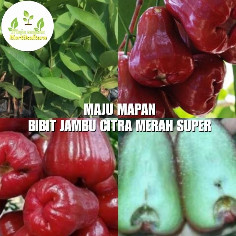 Jual BIBIT JAMBU CITRA MERAH SUPER | Shopee Indonesia