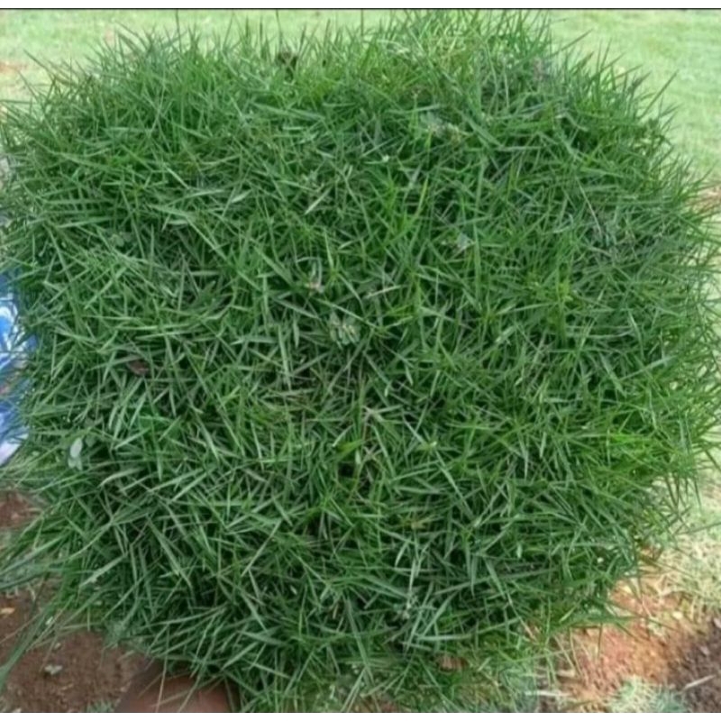 Jual rumput Peking/jepang permeter 1m² | Shopee Indonesia