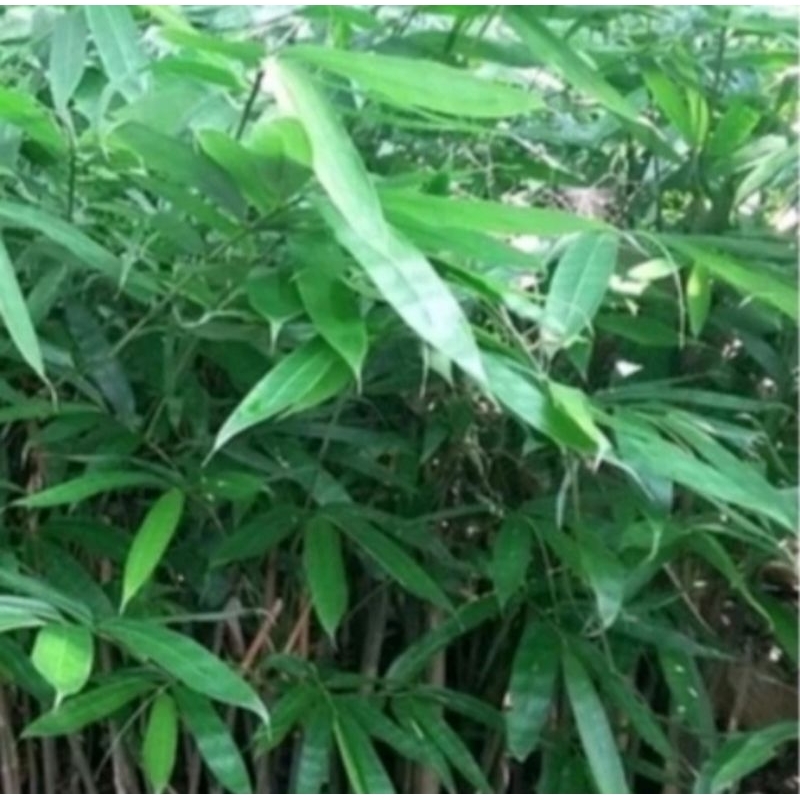 Jual bibit tanaman bambu apus setek batang bambu apus siap tanaman ...