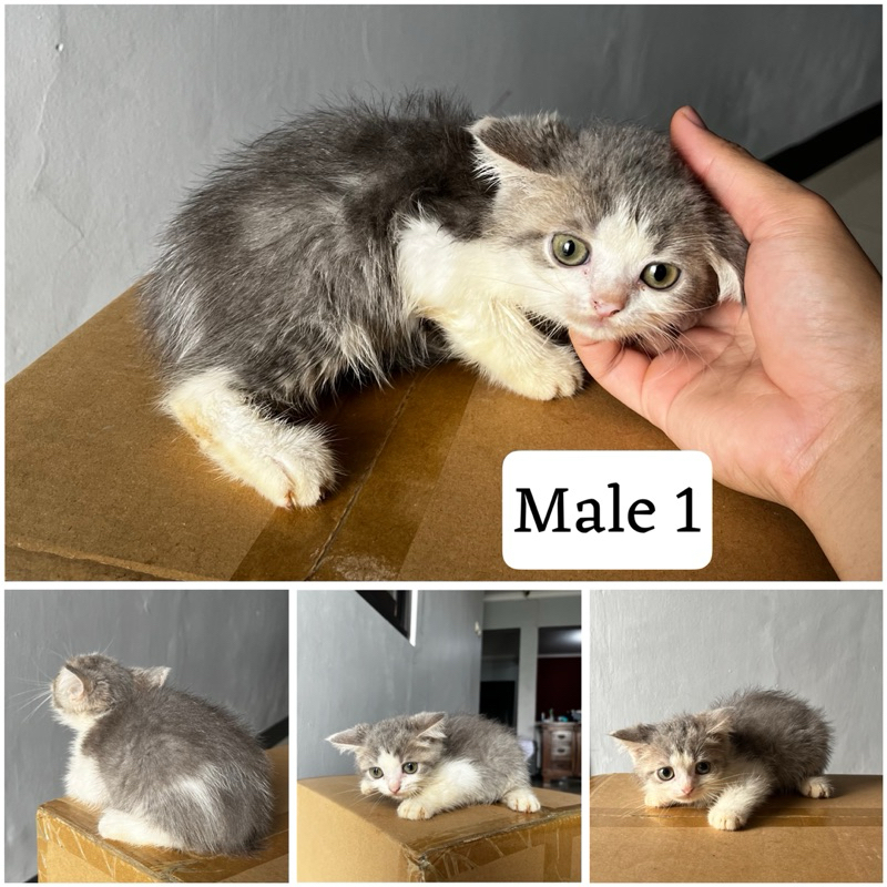 Jual Kucing BSH British Short Hair Tabby Cinnamon Lilac Blue Gold ...