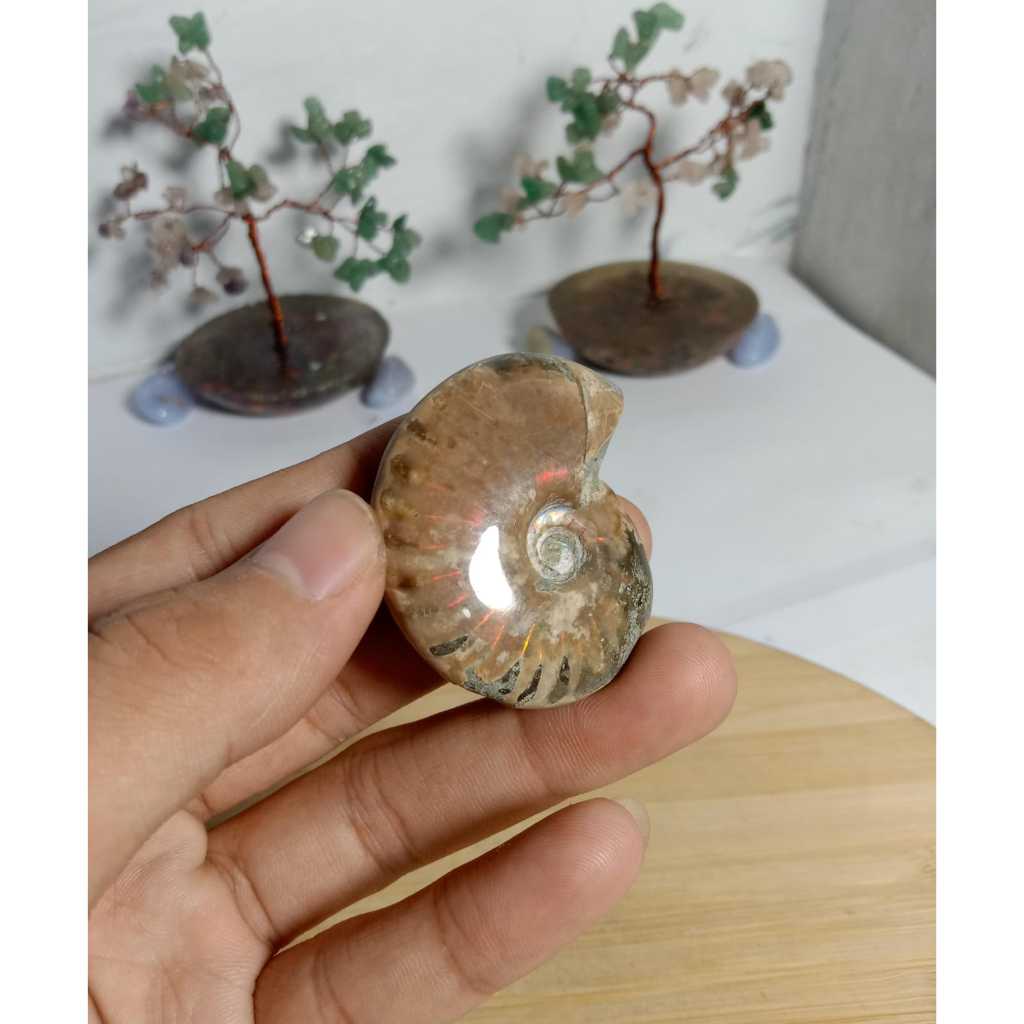 Jual Batu Fossil Keong Rainbow Top Grade Natural (10) | Shopee Indonesia