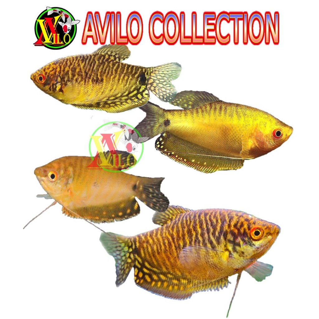 Jual ikan sepat golden tiger hias aquascape gourame | Shopee Indonesia