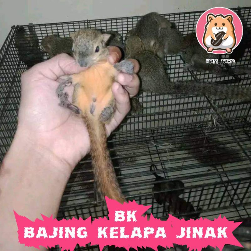 Jual BK BAJING KELAPA / TUPAI JINAK REMAJA SEHAT KUSUS GRAB/GOJEK | Shopee Indonesia