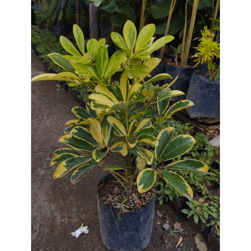 Jual TANAMAN HIAS OUTDOOR WALISONGO | Shopee Indonesia