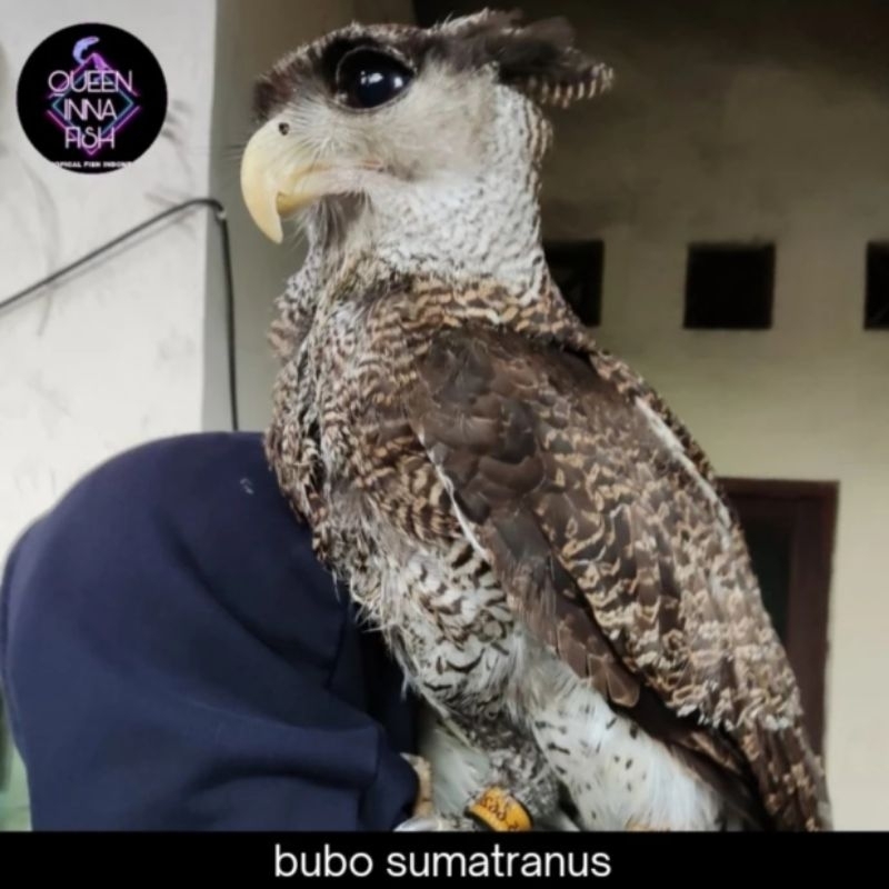 Jual Bubo Sumatranus Juve Burung Hantu ( OWL) | Shopee Indonesia
