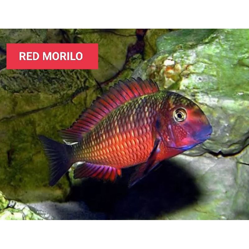 Jual tropheus red morilo cichlid | Shopee Indonesia