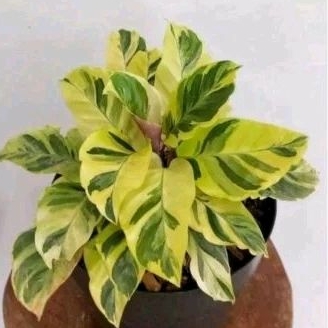 Jual tanaman hias calathea golden fusion/calathea tisu golden/calathea ...
