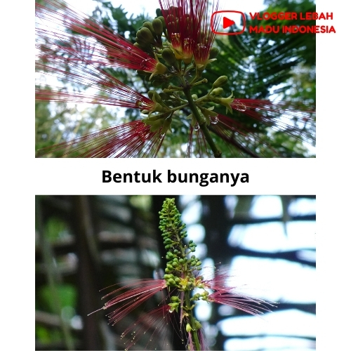 Jual Bunga KALIANDRA MERAH | Madu Asli Hutan Liar Murni 100% Tanpa ...