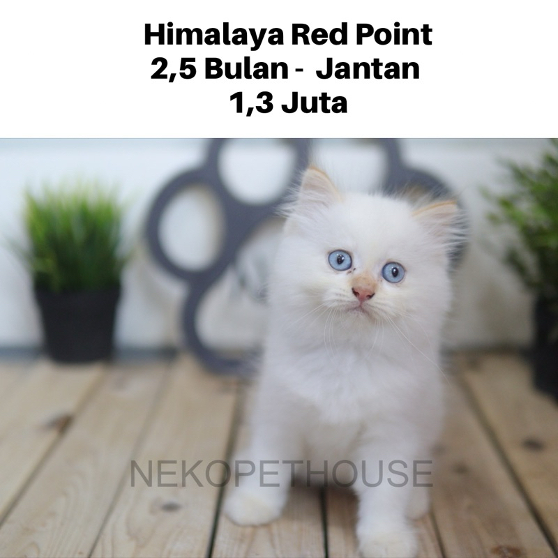 Jual Himalaya Red Point Kitten Anak Kucing Lucu | Shopee Indonesia