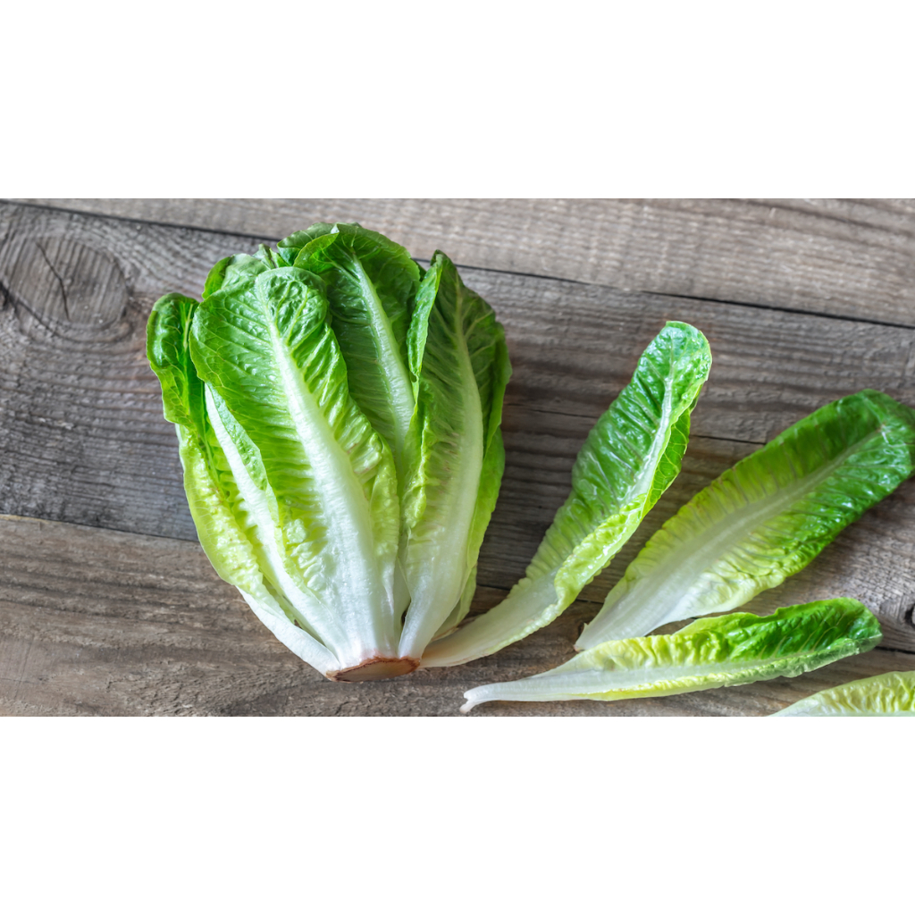Jual Selada Romen Romaine Lettuce 250 gr | Shopee Indonesia