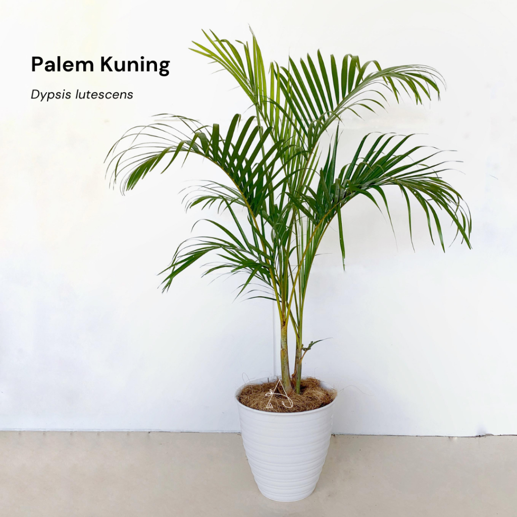 Jual Palem (Arecaceae) | Palem Kuning | Tanaman Hias Indoor dan Outdoor ...