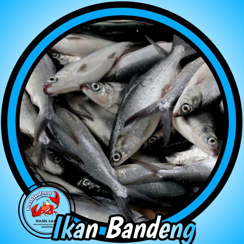 Jual BANDENG 1kg | Shopee Indonesia
