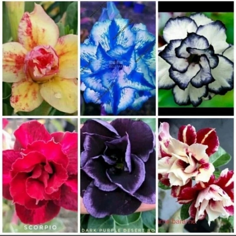 Jual PAKET 6 Tanaman hias adenium bunga besar warna warni - adenium ...