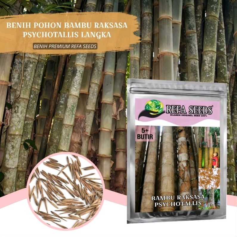 Jual 1 Pack Isi 5 Biji Benih Bambu Psychotallis Jumbo Raksasa / Benih ...