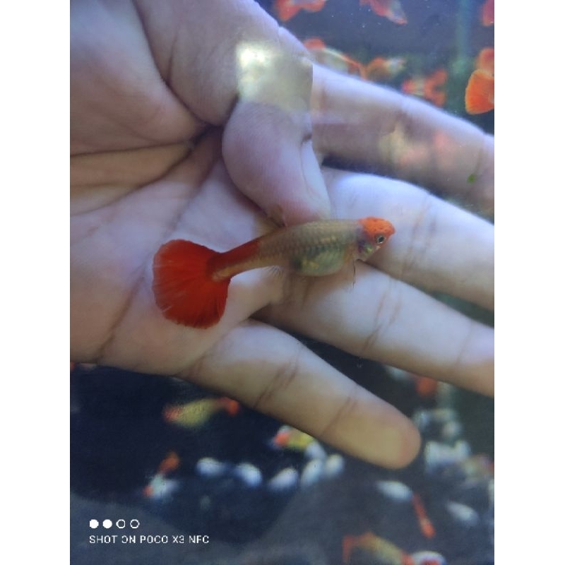Jual GUPPY BETINA KOI ALBINO INDUKAN | Shopee Indonesia