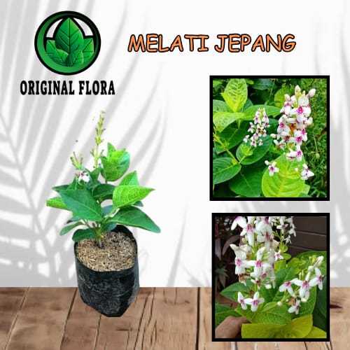 Jual Tanaman Hias Bunga Melati Jepang Melati Pohon Bunga Melati Kodok ...