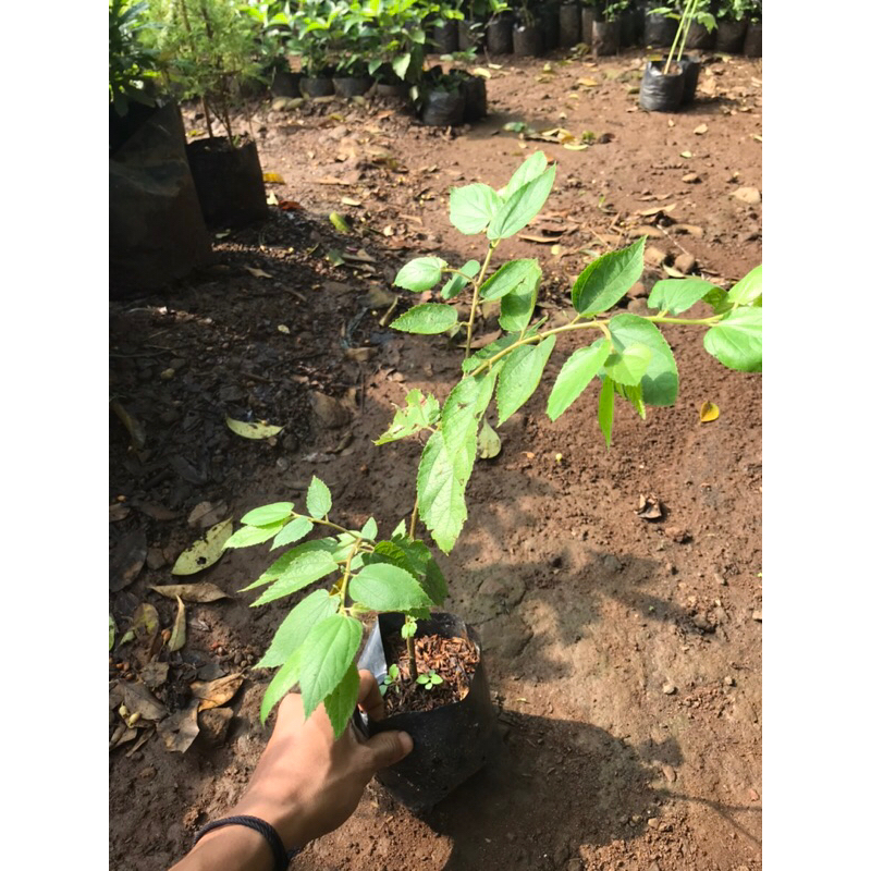 Jual bibit pohon ceri | pohon kersen | Shopee Indonesia