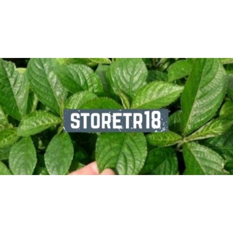 Jual Daun Keji Beling Atau Daun Pecah Beling Segar Per 500 Gram ...