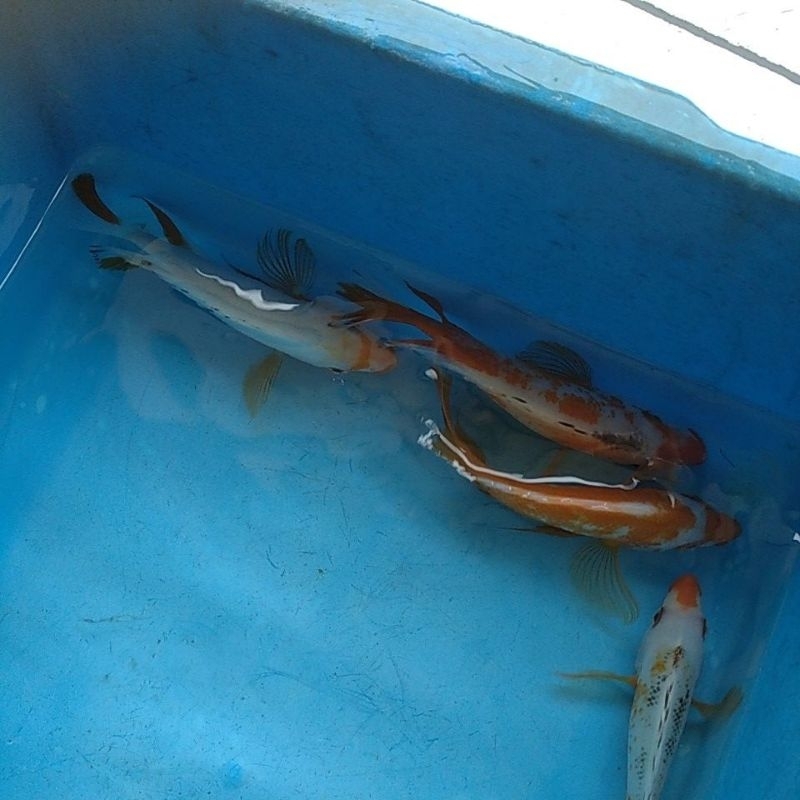 Jual ikan red devil merah putih unik | Shopee Indonesia