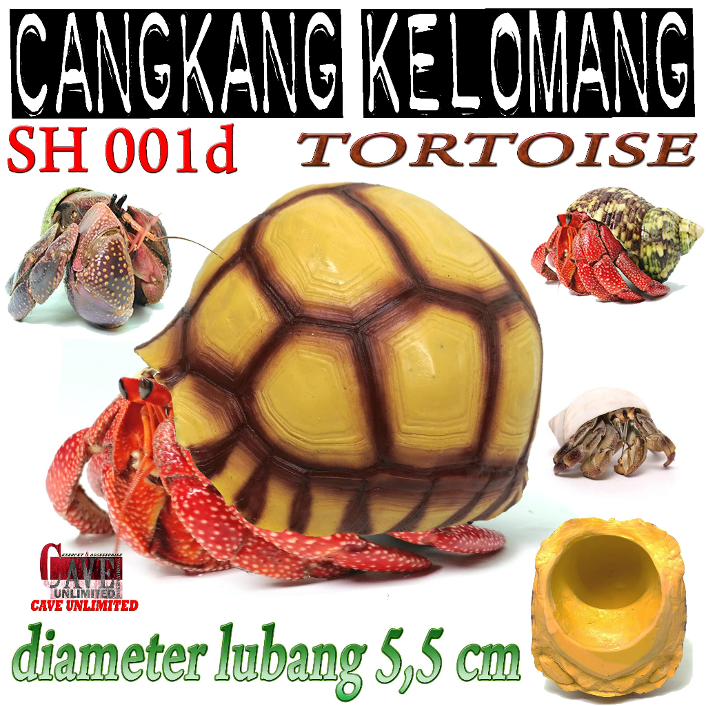 Jual SH001D SHELL CANGKANG RUMAH KELOMANG UMANG KEONG HERMIT CRAB SHELL ...