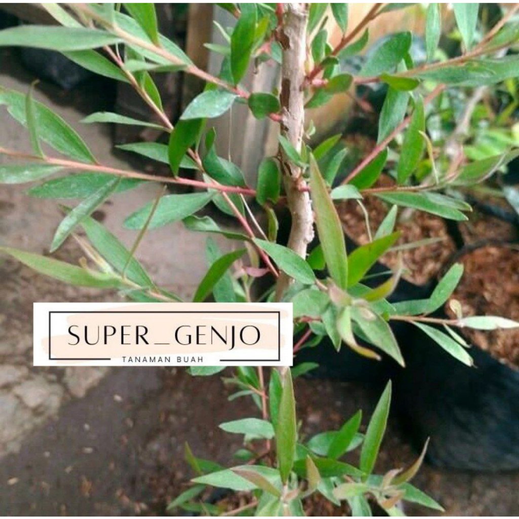 Jual Bibit Kayu Putih Beli 5 gratis 1 Super | Shopee Indonesia