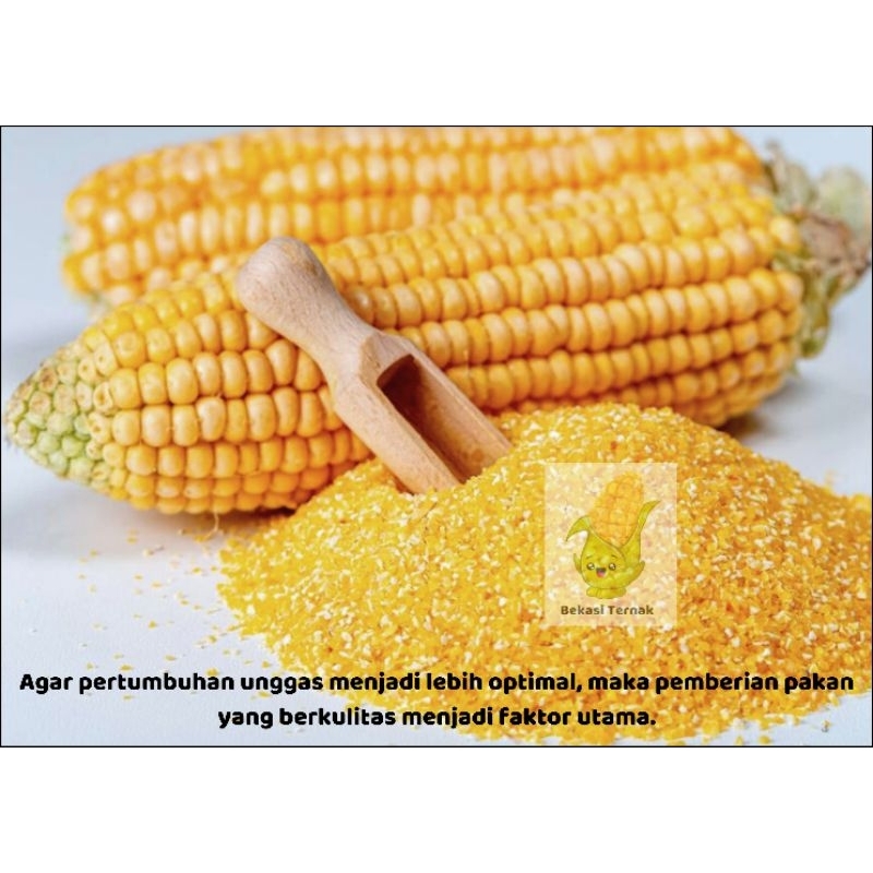 Jual Menir Jagung Giling Pakan Ternak Hewan Ayam, Burung, Unggas ...