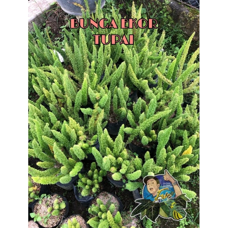 Jual Asparagus densiflorus / Pakis ekor tupai / Pakis asparagus, atau ...