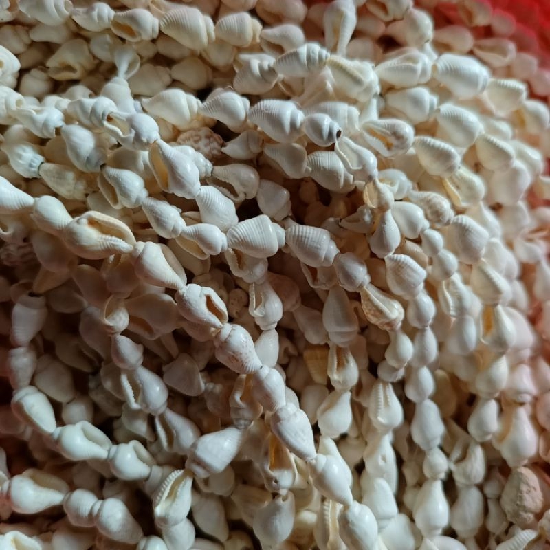 Jual Kerang Tirai | Kerang Beras Berasan | Kerang Laut | Shopee Indonesia