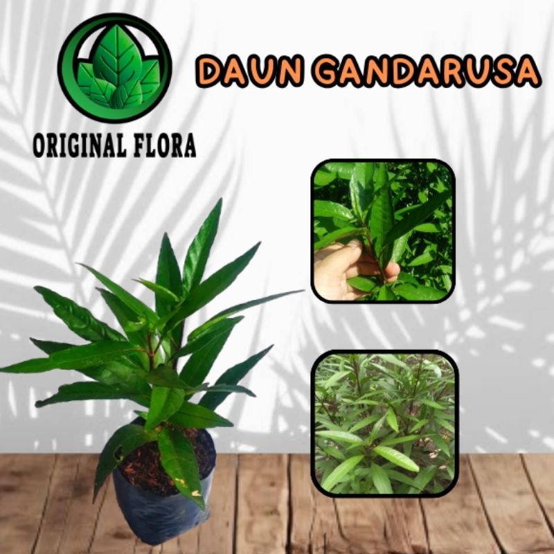 Jual Bibit Tanaman Daun Gandarusa Ganda Rusa | Shopee Indonesia