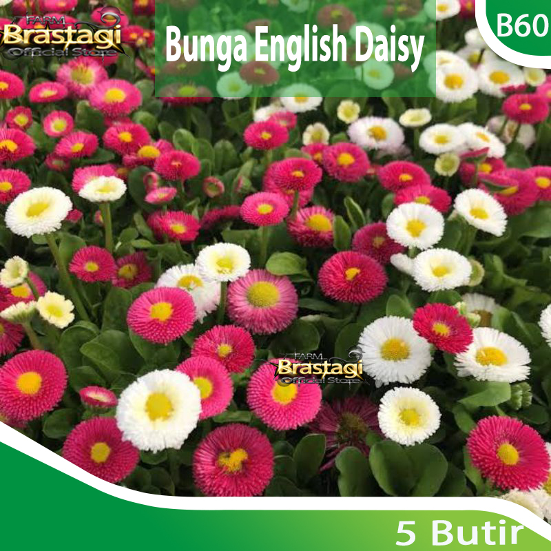 Jual FBTG - 5 Benih Bibit Bunga English Daisy Mix Multiwarna - Tanaman ...