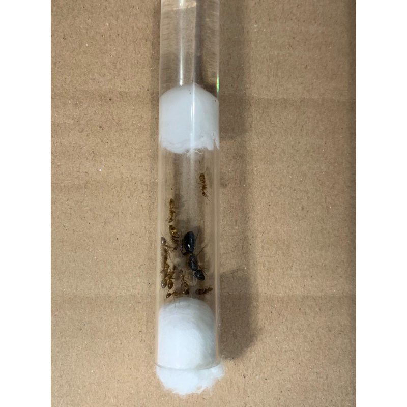Jual ant queen atau ratu semut camponotus irritans ( ada worker ...
