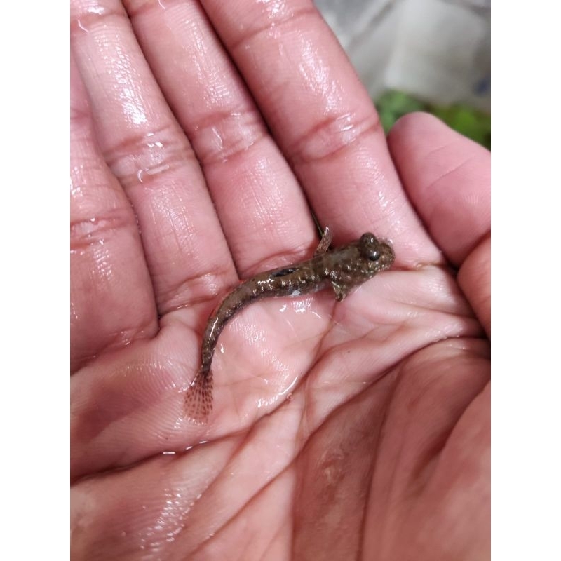 Jual Mudskiper Ikan Glodok/Blodok/Tembakul | Mudskipper Fish | Shopee ...