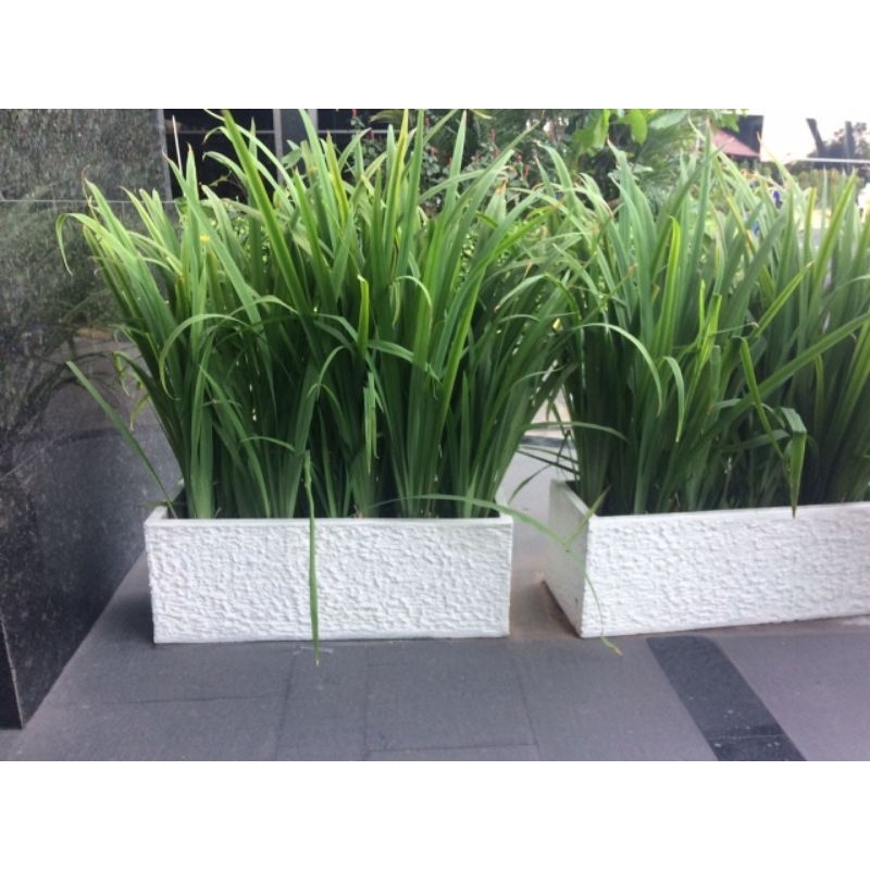Jual bisa cod Tanaman airis paket 5 pohon 1 polybag isi rimbun tanaman ...