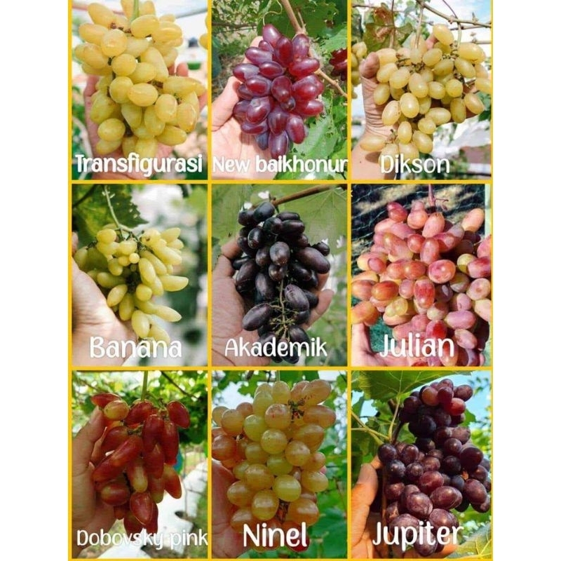 Jual Paket isi 3 bibit anggur import (bisa riquest jenis) | Shopee ...