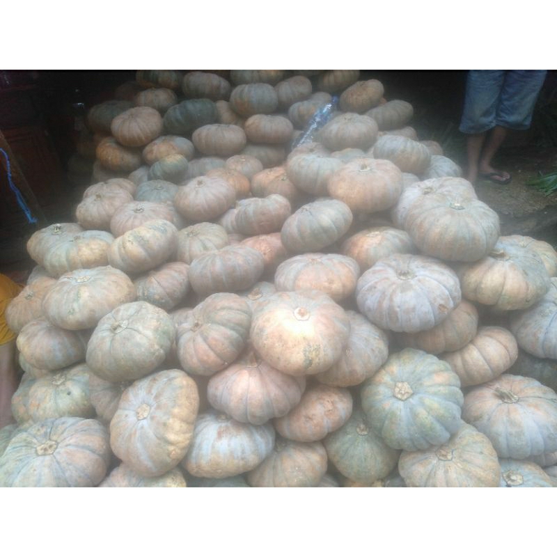 Jual Labu Siam Kuning berat 3 kg | Shopee Indonesia