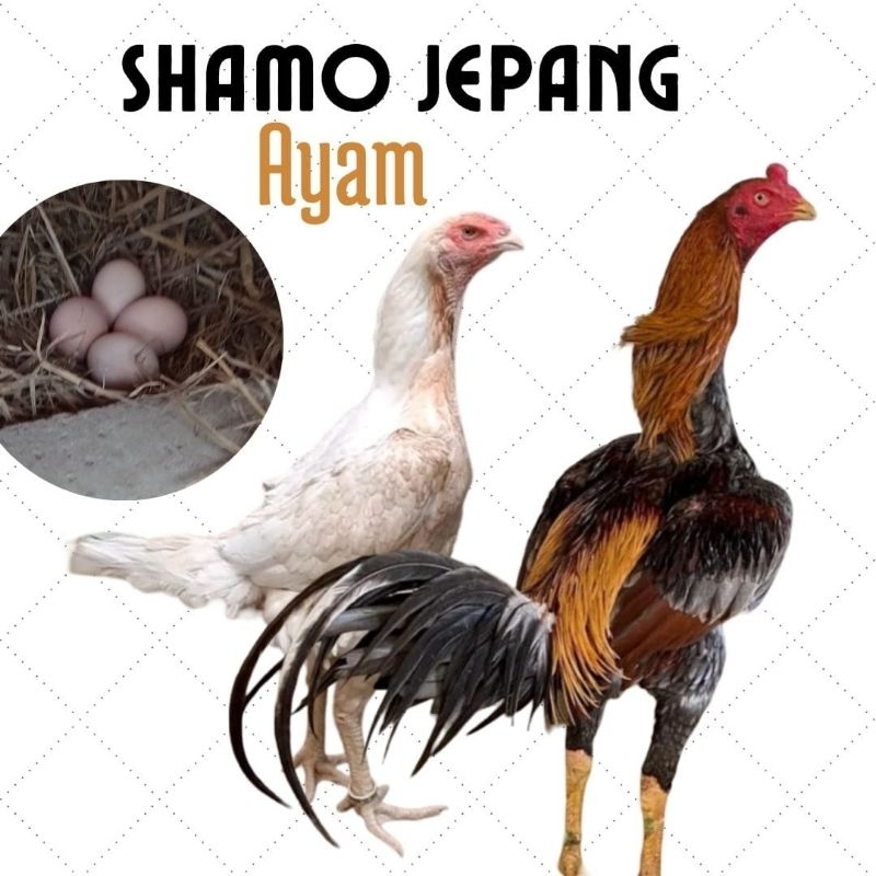 Jual telur ayam shamo ori jepang untuk di tetaskan | Shopee Indonesia