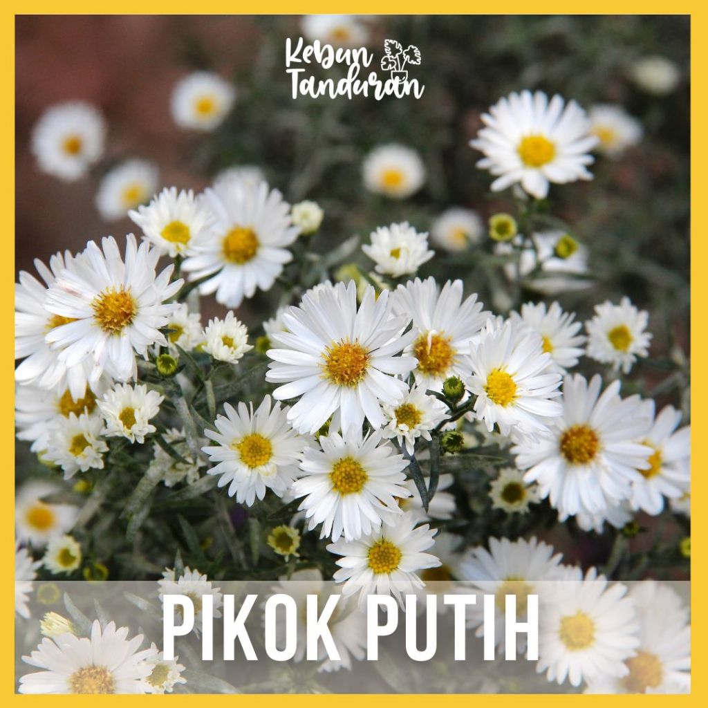 Jual Tanaman Hias Bunga Hidup Aster Pikok Putih Berbunga/ Pikok Krisan ...