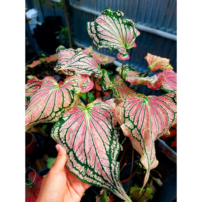 Jual ( BISA COD ) Caladium Wayang Keladi Hias Wayang Tanaman Hias ... Jual ( BISA COD ) Caladium Wayang Keladi Hias Wayang Tanaman Hias ...