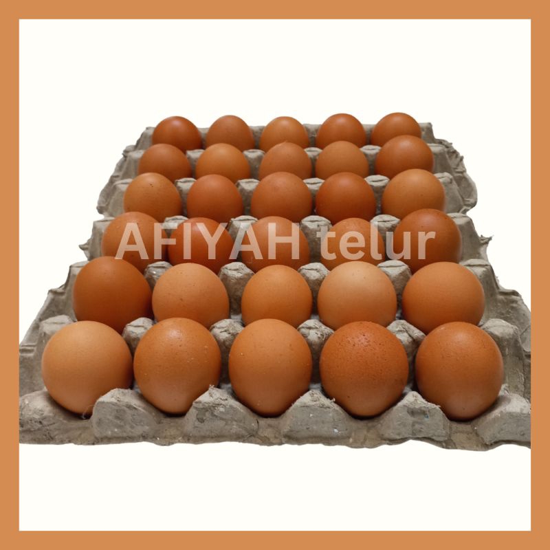Jual telur ayam negeri 30 butir 1 papan - fresh - kualitas super ...