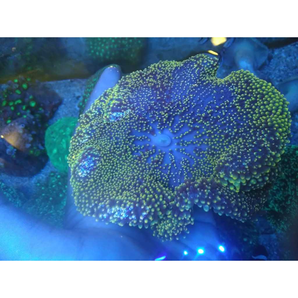 Jual Anemon Karpet GOLD - Rumah Ikan Nemo | Shopee Indonesia