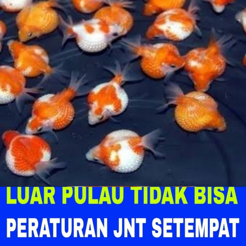 Jual ikan maskoki mutiara isi 3 bergaransi bonus pakan | Shopee Indonesia
