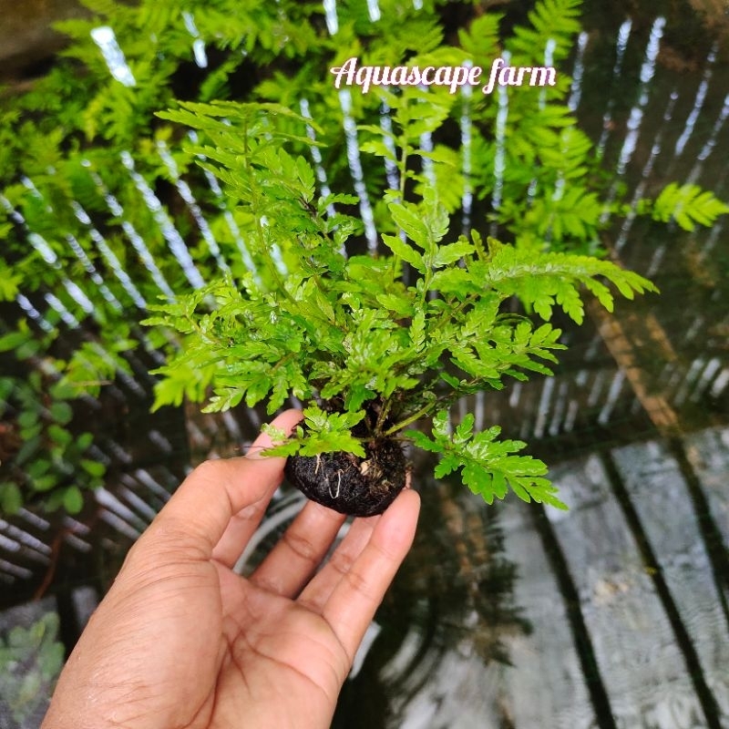 Jual pakis gunung/rujug media wabikusa tanaman akuarium/paludarium ...