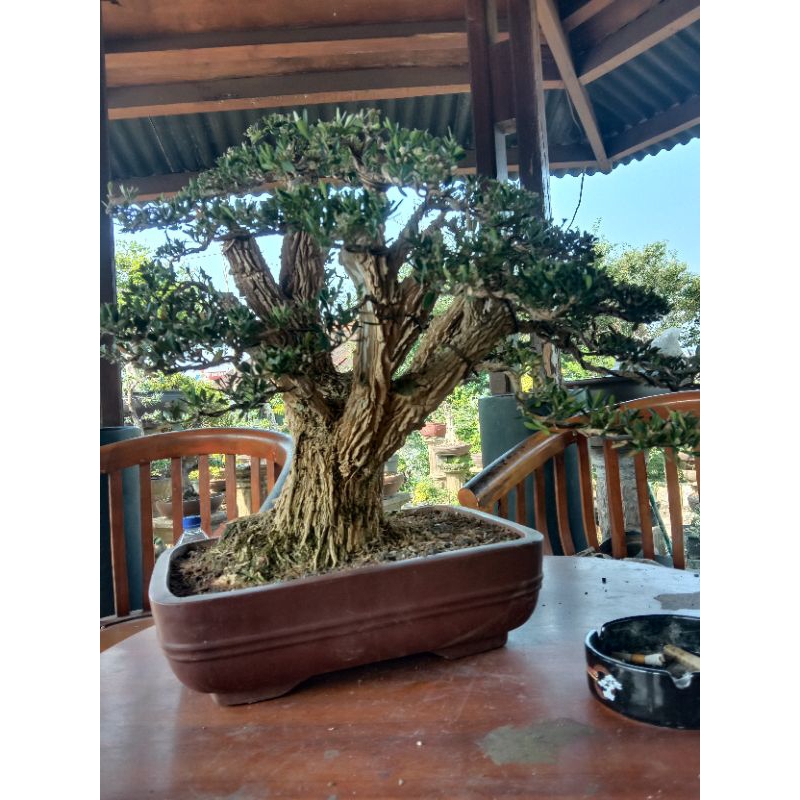 Jual bibitan bonsai 1kg | Shopee Indonesia