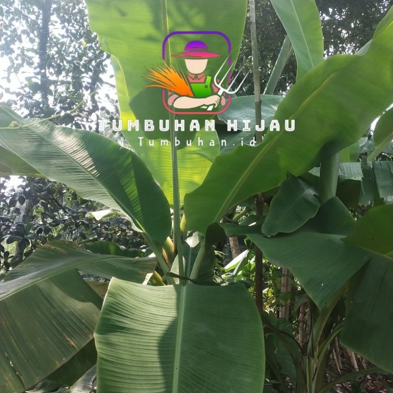 Jual Daun Pisang Fress Langsung Dari Pohon Daun Pisang Untuk Bungkus