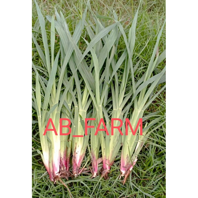 Jual bibit rumput setaria sphacelata | Shopee Indonesia