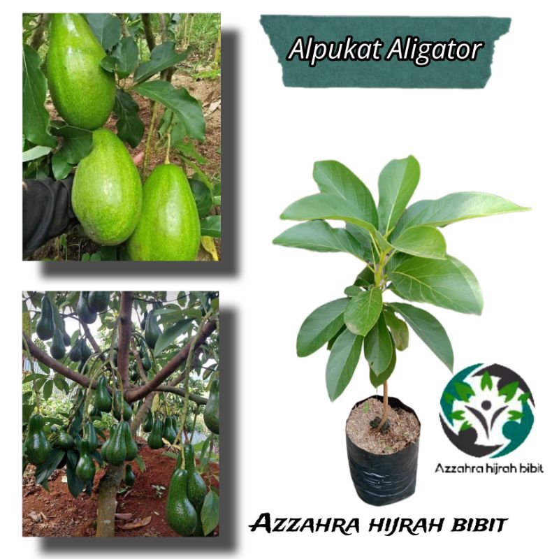 Jual bibit alpukat Aligator super Alpukat jumbo Azzahra hijrah bibit ...