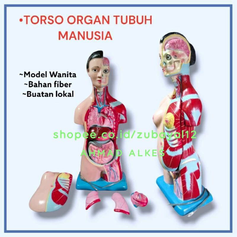 Jual TORSO ORGAN TUBUH MANUSIA | Anatomi | Alat Peraga | ManikinTorso ...