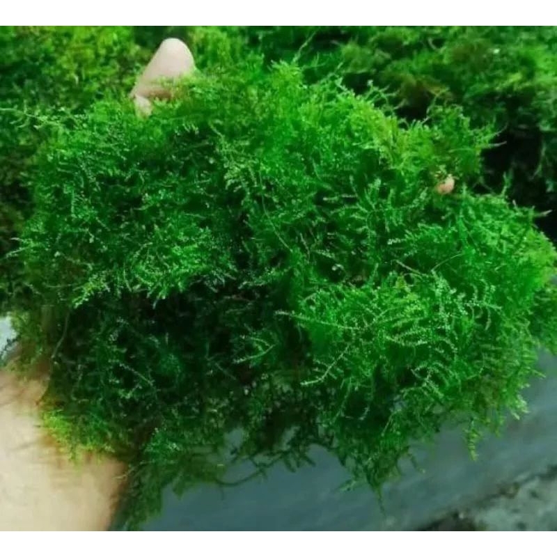 Jual java moss | Shopee Indonesia
