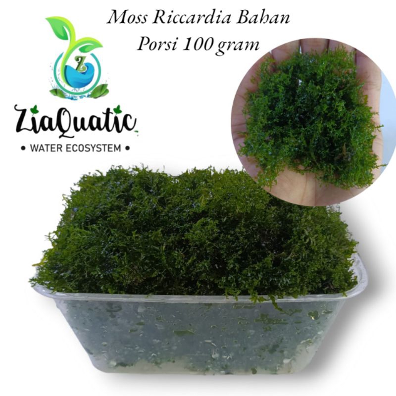 Jual Moss Riccardia Bahan Full Air Porsi 100gram - Tanaman Aquascape ...