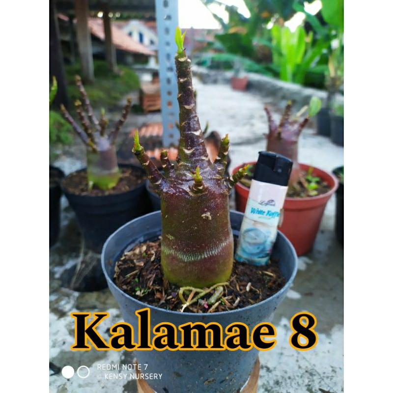 Jual ADENIUM SKIN HITAM | RED SKIN | BLACK SKIN | SKIN MERAH | SEEDLING ...